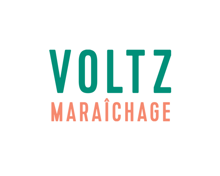 ARTICHAUT LANCELOT® F1 - Semences Conventionnelles | VOLTZ Maraîchage