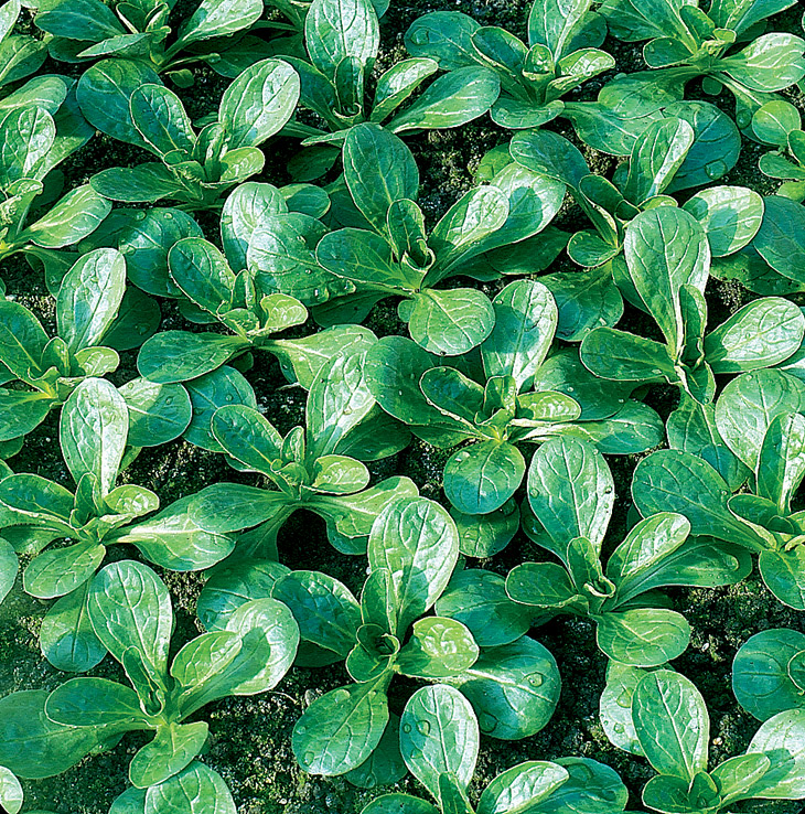 MÂCHE VIT - Semences BIO | VOLTZ Maraîchage