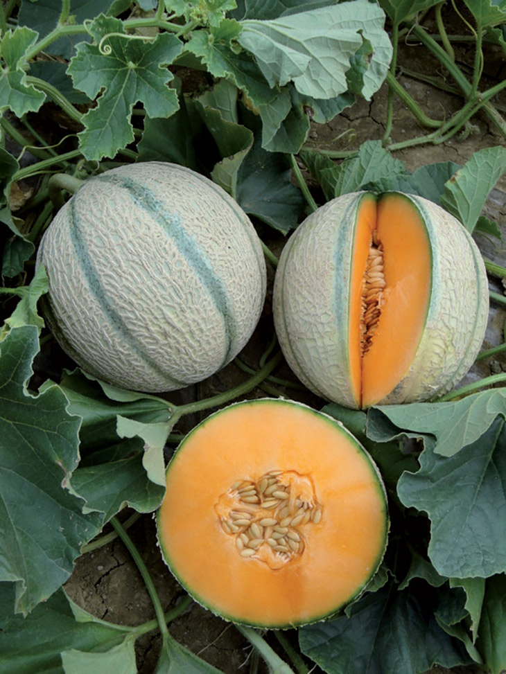 MELON ARTEMIS F1 - Semences BIO | VOLTZ Maraîchage