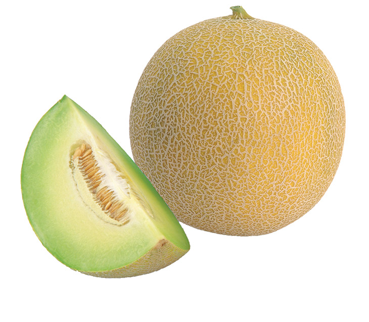 MELON EXELOR F1 - Semences Conventionnelles | VOLTZ Maraîchage