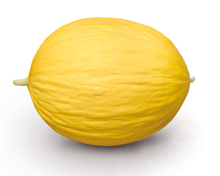 MELON MOZIA F1 (JAUNE) - Semences Conventionnelles | VOLTZ Maraîchage