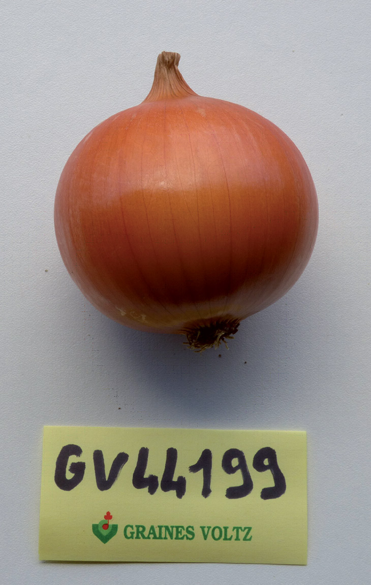 OIGNON AMBRADOR F1 - Semences Conventionnelles | VOLTZ Maraîchage