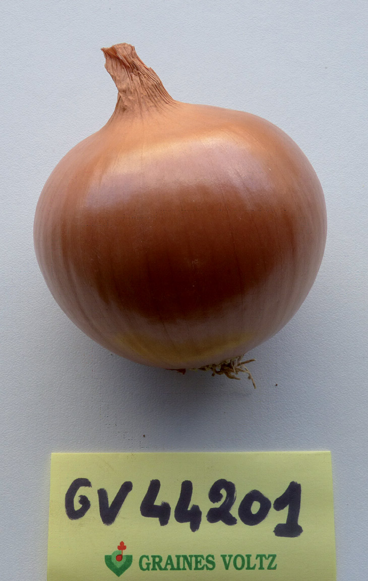 OIGNON LAMYCA F1 - Semences Conventionnelles | VOLTZ Maraîchage