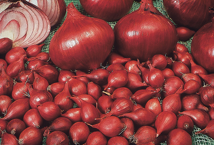 OIGNON RED BARON - Semences BIO | VOLTZ Maraîchage