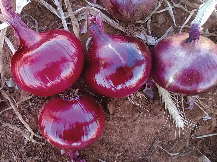 OIGNON MONASTRELL F1 - Semences BIO | VOLTZ Maraîchage