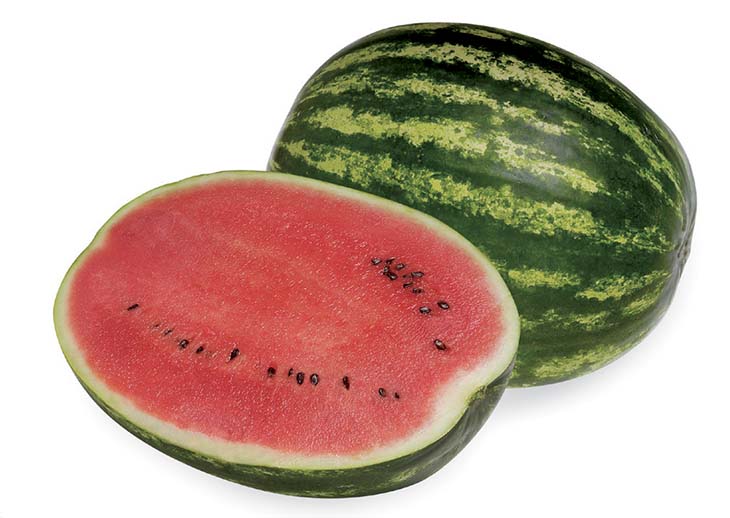 WASSERMELONE TOP GUN F1 - KONVENTIONELLES SAATGUT | VOLTZ Profi