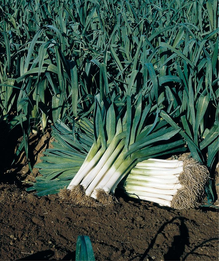 POIREAU MAXIM - Semences BIO | VOLTZ Maraîchage