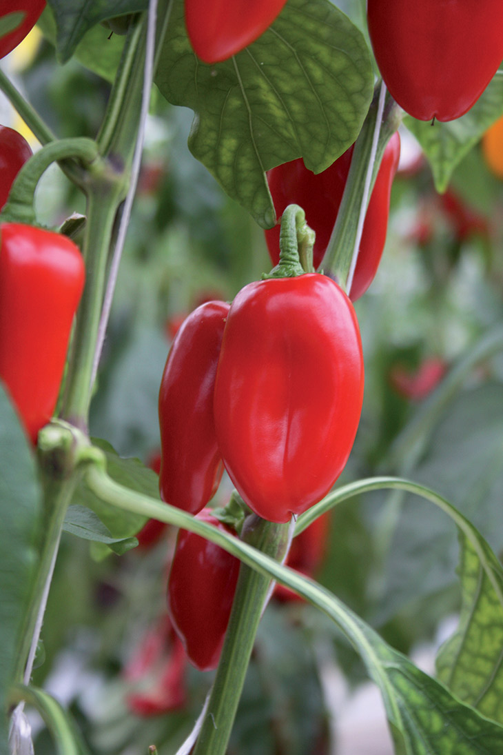 POIVRON-PIMENT ARWEN - Semences BIO | VOLTZ Maraîchage