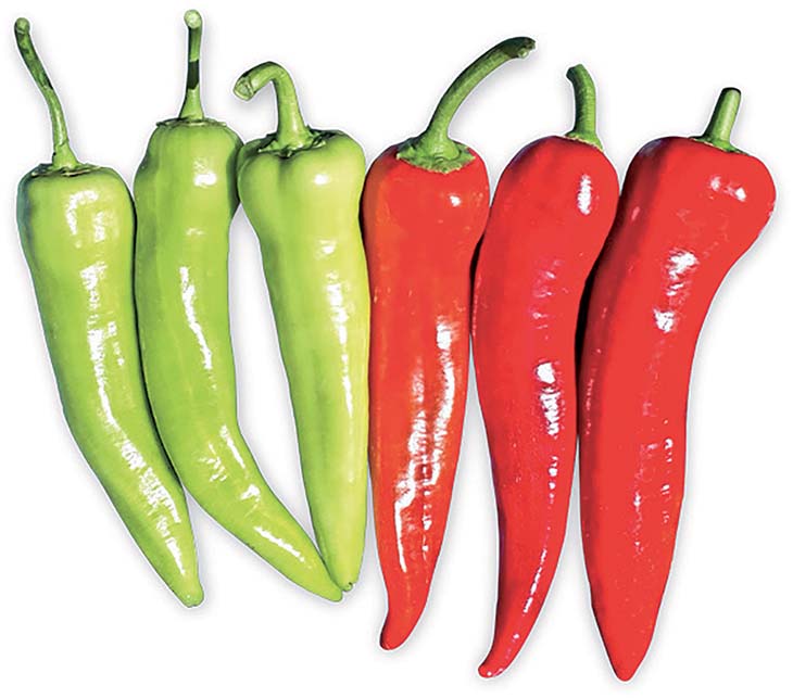 CHILI-PAPRIKA CHARLETTE F1 (PP 6324) - KONVENTIONELLES SAATGUT | VOLTZ ...