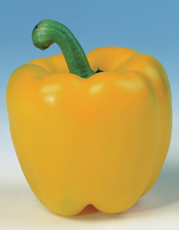 POIVRON-PIMENT FIESTA F1 - Semences BIO | VOLTZ Maraîchage