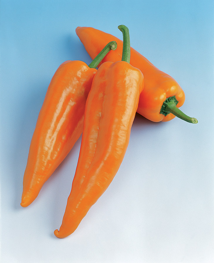 POIVRON-PIMENT ORANOS F1 - Semences BIO | VOLTZ Maraîchage