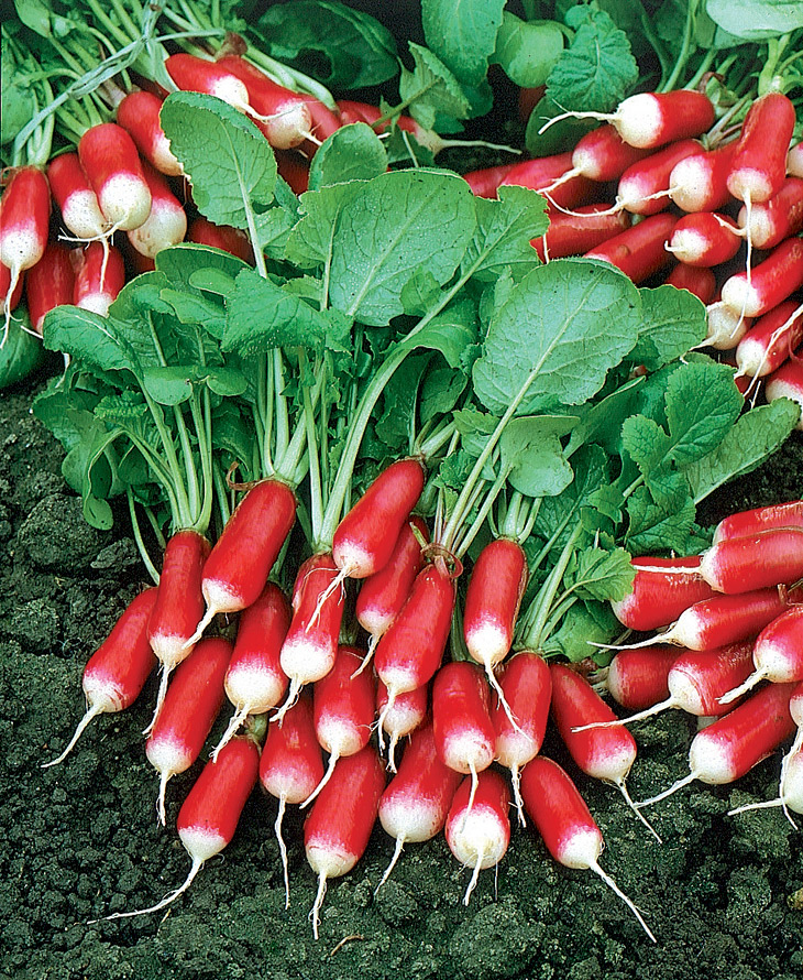 RADIS FLUO F1 - Semences Conventionnelles | VOLTZ Maraîchage