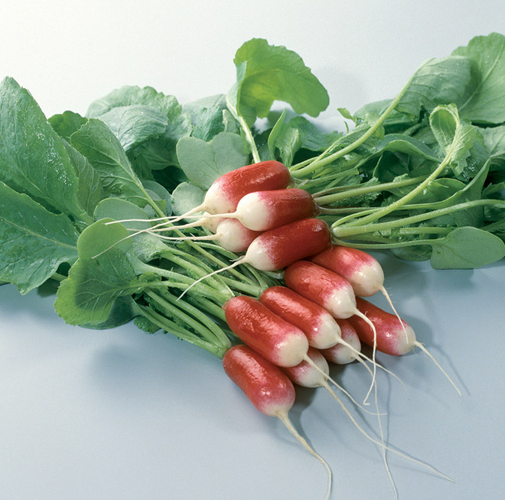 RADIS PATRICIA - Semences BIO | VOLTZ Maraîchage