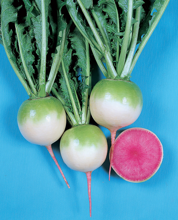 RADIS RED MEAT - Semences Conventionnelles | VOLTZ Maraîchage