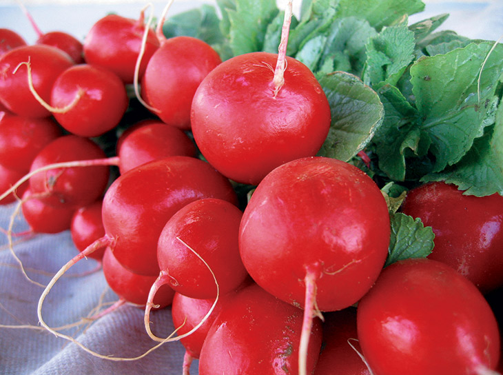 RADIS CELESTA F1 - Semences BIO | VOLTZ Maraîchage