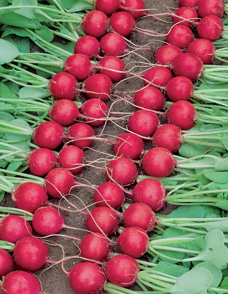 RADIS RUDI - Semences BIO | VOLTZ Maraîchage