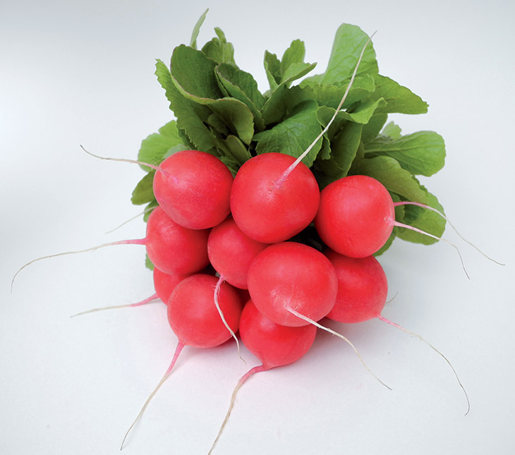 RADIS SOLARIS F1 - Semences Conventionnelles | VOLTZ Maraîchage