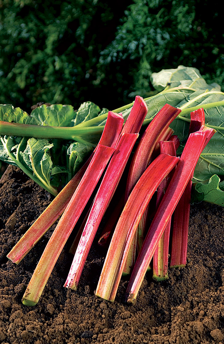 REBARBARA VICTORIA - BIOVETŐMAGOK | VOLTZ Maraîchage