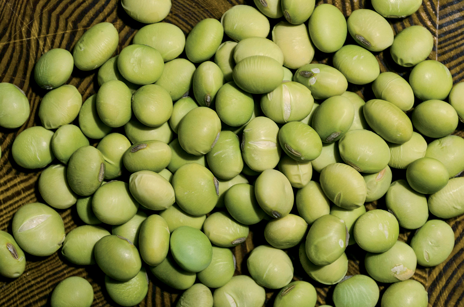 EDAMAME GREEN SHELL - Semences BIO | VOLTZ Maraîchage