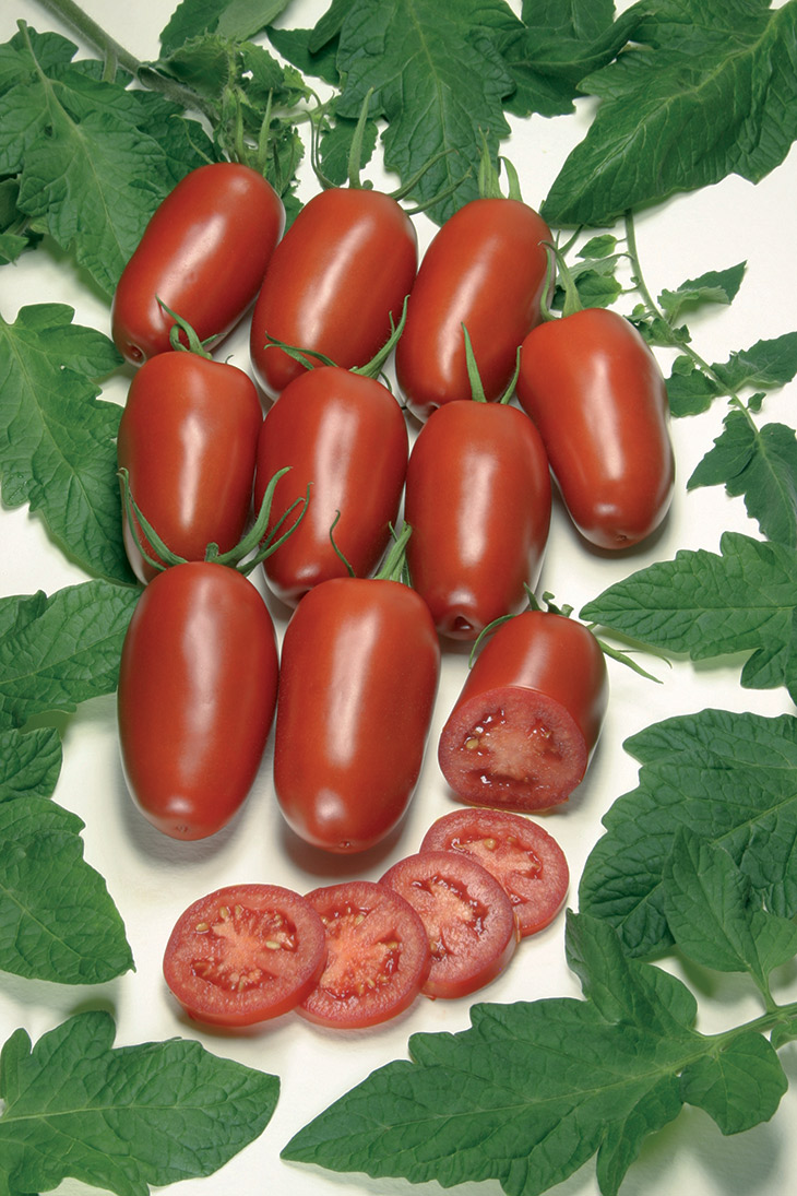 TOMATE AGRO F1 - Semences BIO | VOLTZ Maraîchage