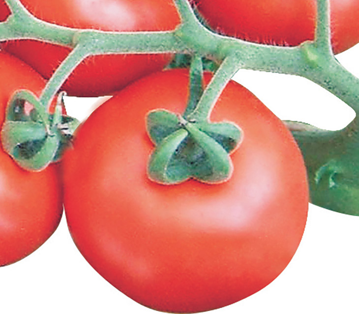 TOMATO CINDEL F1 - ORGANIC SEEDS | VOLTZ Maraîchage