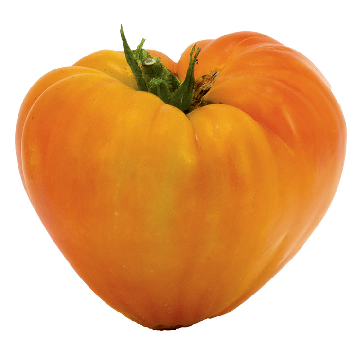 TOMATE SONNENHERZ - Semences BIO | VOLTZ Maraîchage