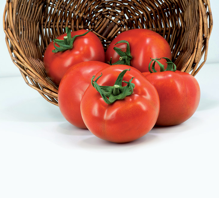 TOMATE RUNNER F1 - Semences Conventionnelles | VOLTZ Maraîchage