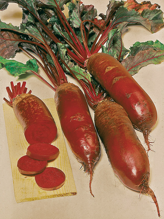 BETTERAVE BURPEES GOLDEN - Semences Conventionnelles | VOLTZ Maraîchage