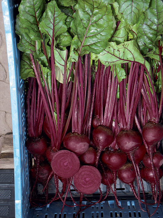 Betterave Potagère - Semences Conventionnelles | Voltz Maraîchage