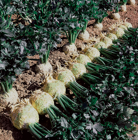 Céleri Rave - Semences Conventionnelles | Voltz Maraîchage