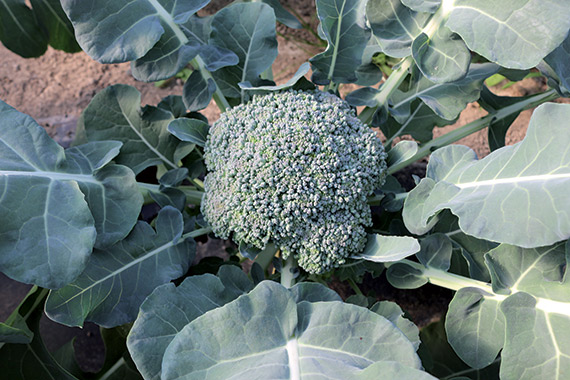 Chou Brocoli - Semences Bio | Voltz Maraîchage
