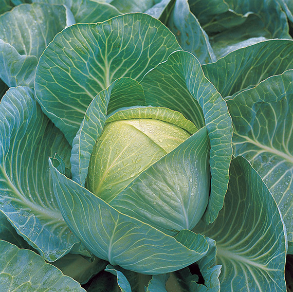 Chou Cabus Blanc - Semences Bio | Voltz Maraîchage