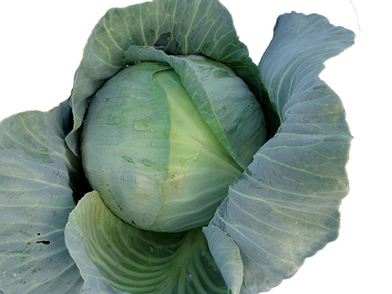 Chou - Semences Conventionnelles | Voltz Maraîchage