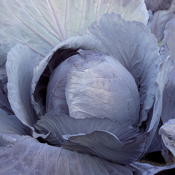 CHOU FUTURIMA F1 - Semences Conventionnelles | VOLTZ Maraîchage