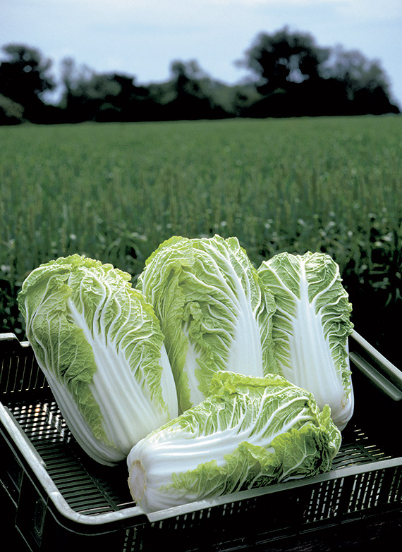 Chou - Semences Bio | Voltz Maraîchage