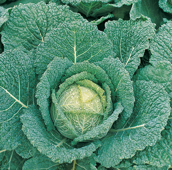 CHOU CLARISSA F1 - Semences Conventionnelles | VOLTZ Maraîchage