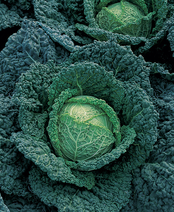 CHOU DEADON F1 - Semences BIO | VOLTZ Maraîchage