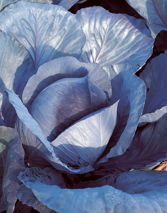 Chou Cabus Rouge - Semences Bio | Voltz Maraîchage