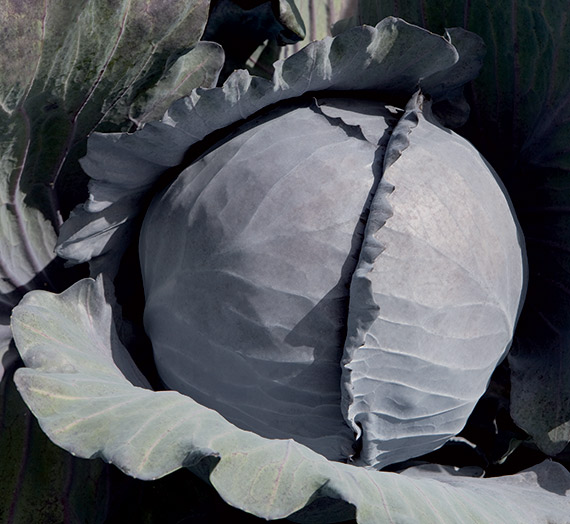 Chou Cabus Rouge - Semences Bio | Voltz Maraîchage