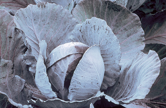 Chou Cabus Rouge - Semences Bio | Voltz Maraîchage