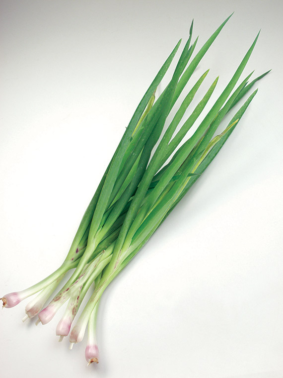 CIBOULE-OIGNON BUNCHING TOTEM - Semences Conventionnelles | VOLTZ ...