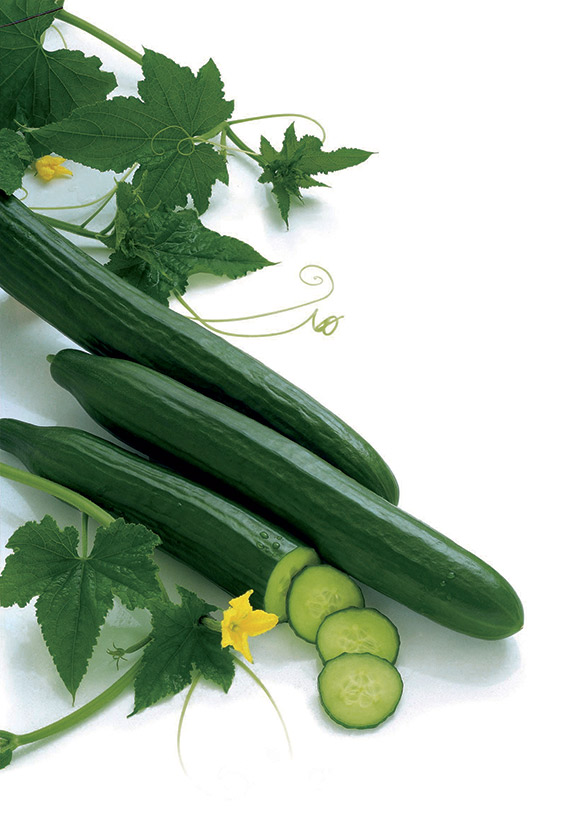 Concombre - Semences Bio | Voltz Maraîchage