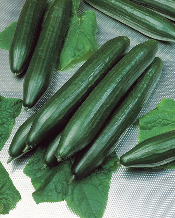 Concombre Long Hollandais - Serre/Sous-Abri - Semences Bio | Voltz ...