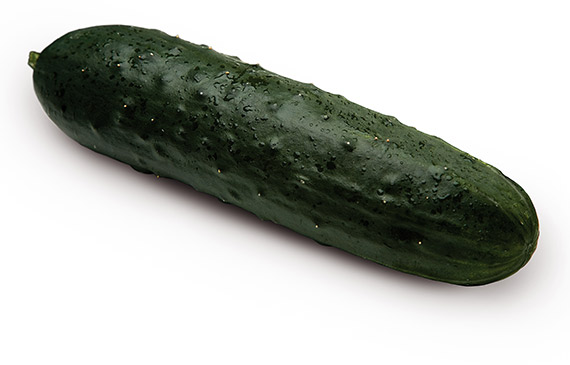 CONCOMBRE CAMAN F1 - Semences Conventionnelles | VOLTZ Maraîchage