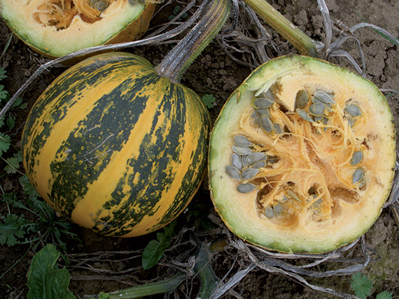 Courge Comestible - Semences Bio | Voltz Maraîchage