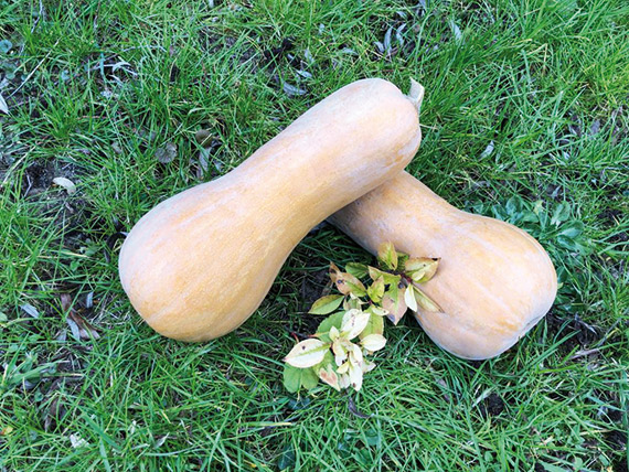 Courge Comestible Butternut - Semences Conventionnelles | Voltz Maraîchage
