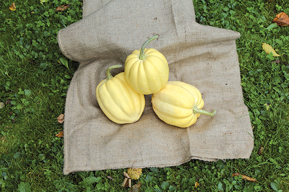 Courge Comestible - Semences Conventionnelles | Voltz Maraîchage