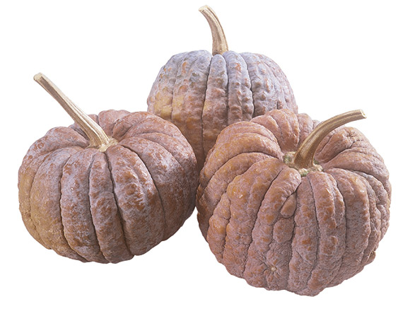 COURGE COMESTIBLE BETTY BLUE F1 - Semences BIO | VOLTZ Maraîchage