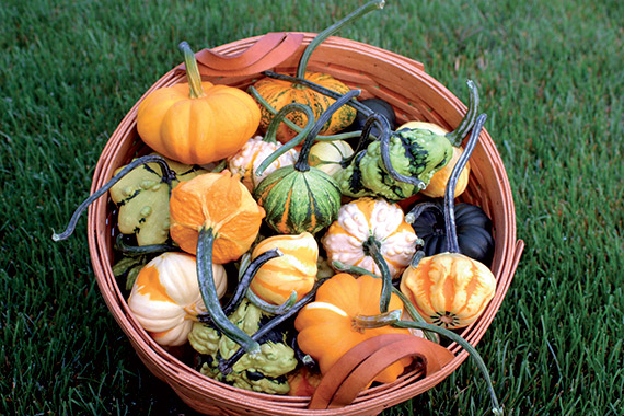 Courge Décorative - Semences Conventionnelles | Voltz Maraîchage