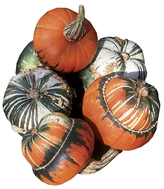 COURGE DÉCORATIVE GIRAUMON TURBAN - Semences Conventionnelles | VOLTZ ...